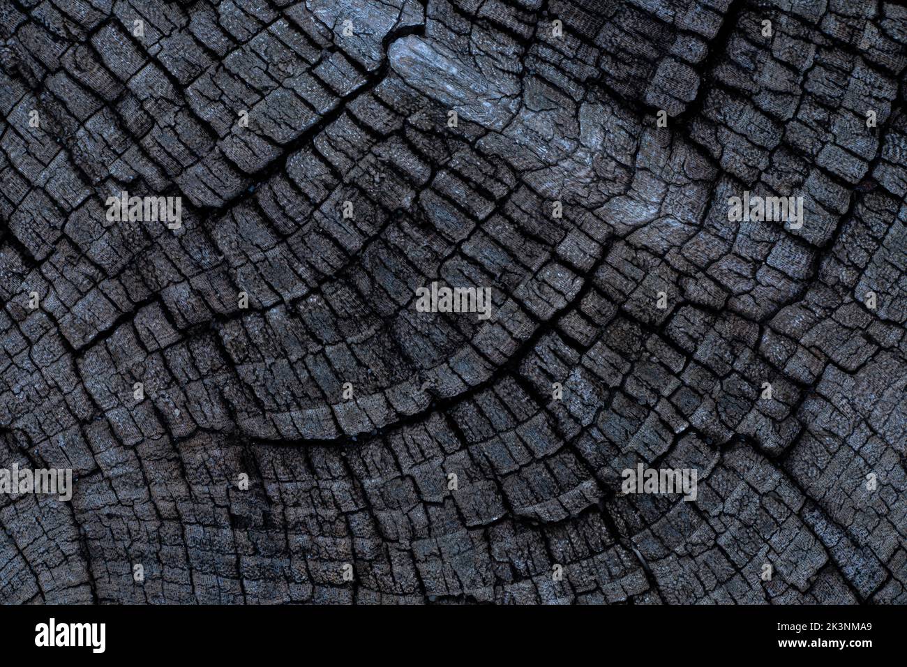 Closeup of surface structure of a wooden cross-section cut of rich ...