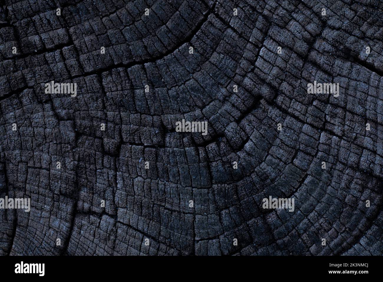 Closeup of surface structure of a wooden cross-section cut of rich ...