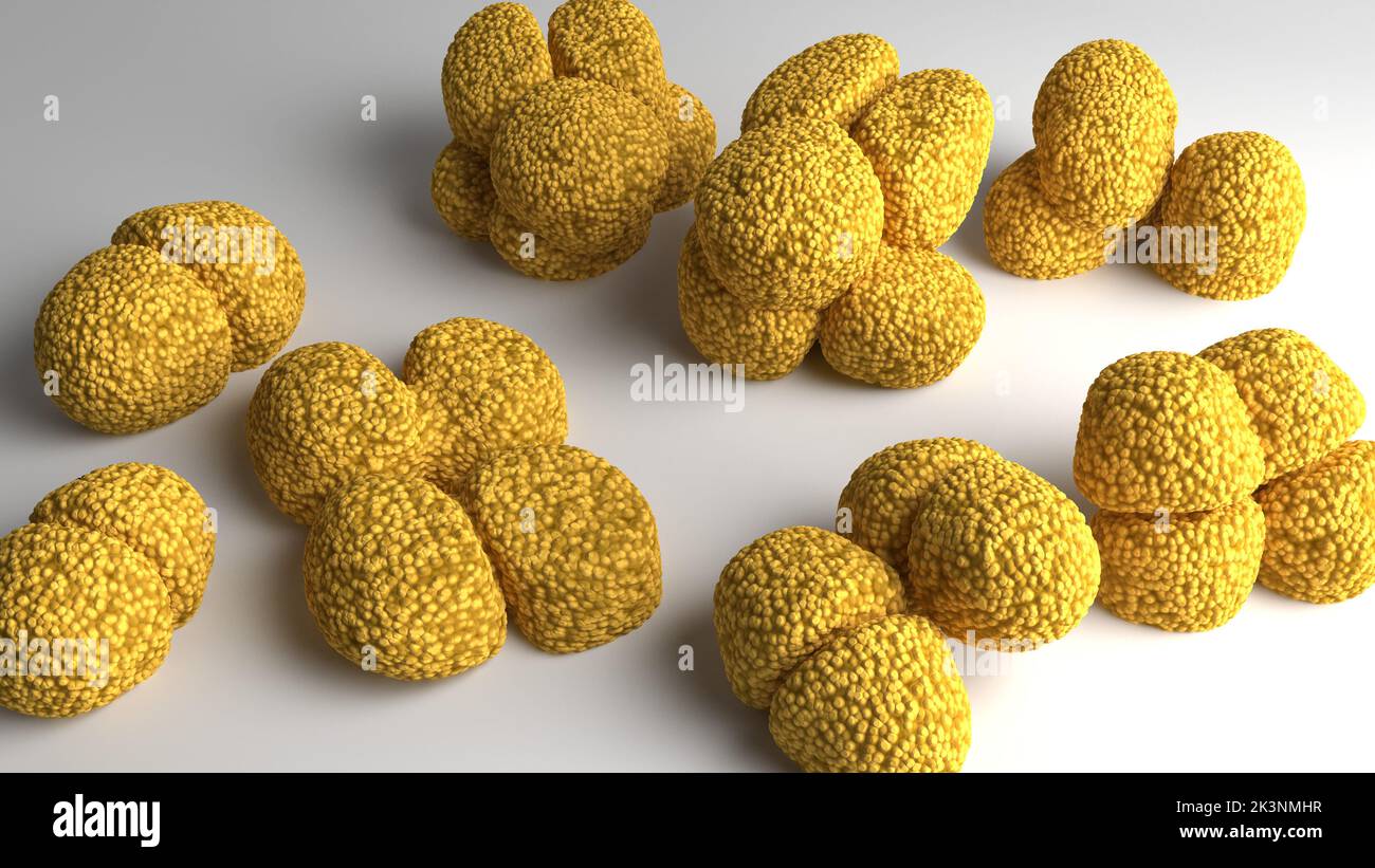 Sarcina bacteria, illustration Stock Photo - Alamy