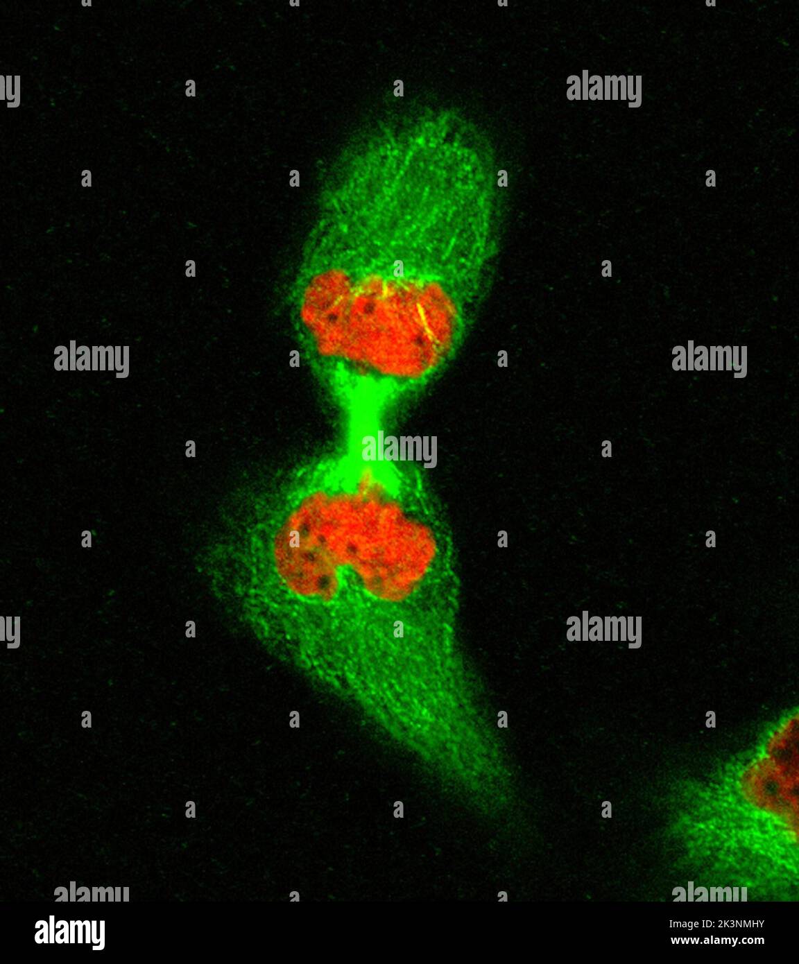 Human cell in telophase, light micrograph Stock Photo - Alamy