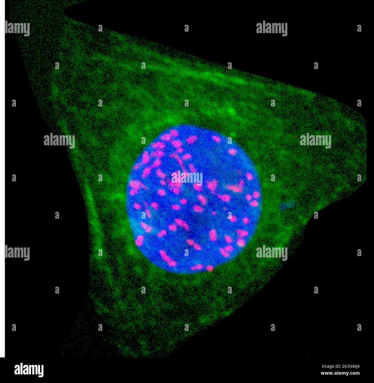 Human cell in interphase, light micrograph Stock Photo - Alamy