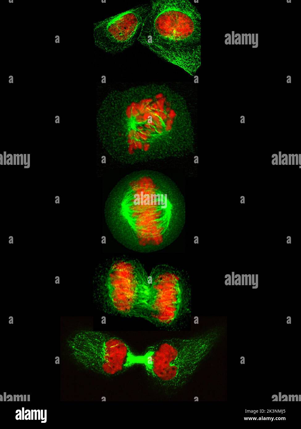 Stages of cell division, light micrograph Stock Photo - Alamy