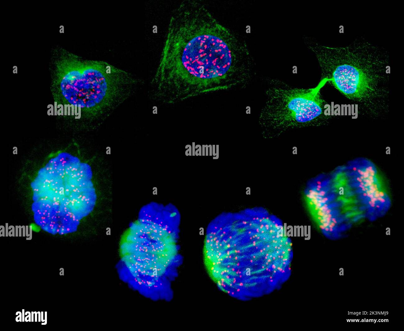 Stages of cell division, light micrograph Stock Photo - Alamy