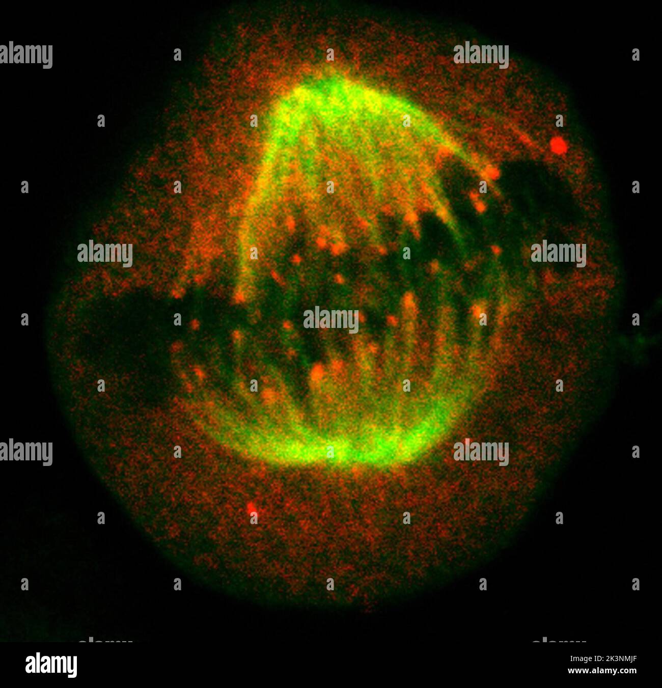 Human cell in metaphase, light micrograph Stock Photo - Alamy