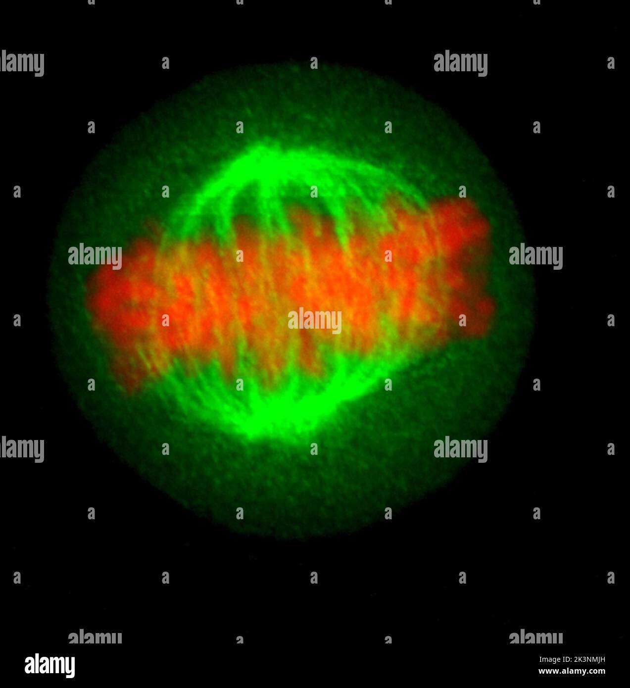 Human cell in metaphase, light micrograph Stock Photo - Alamy