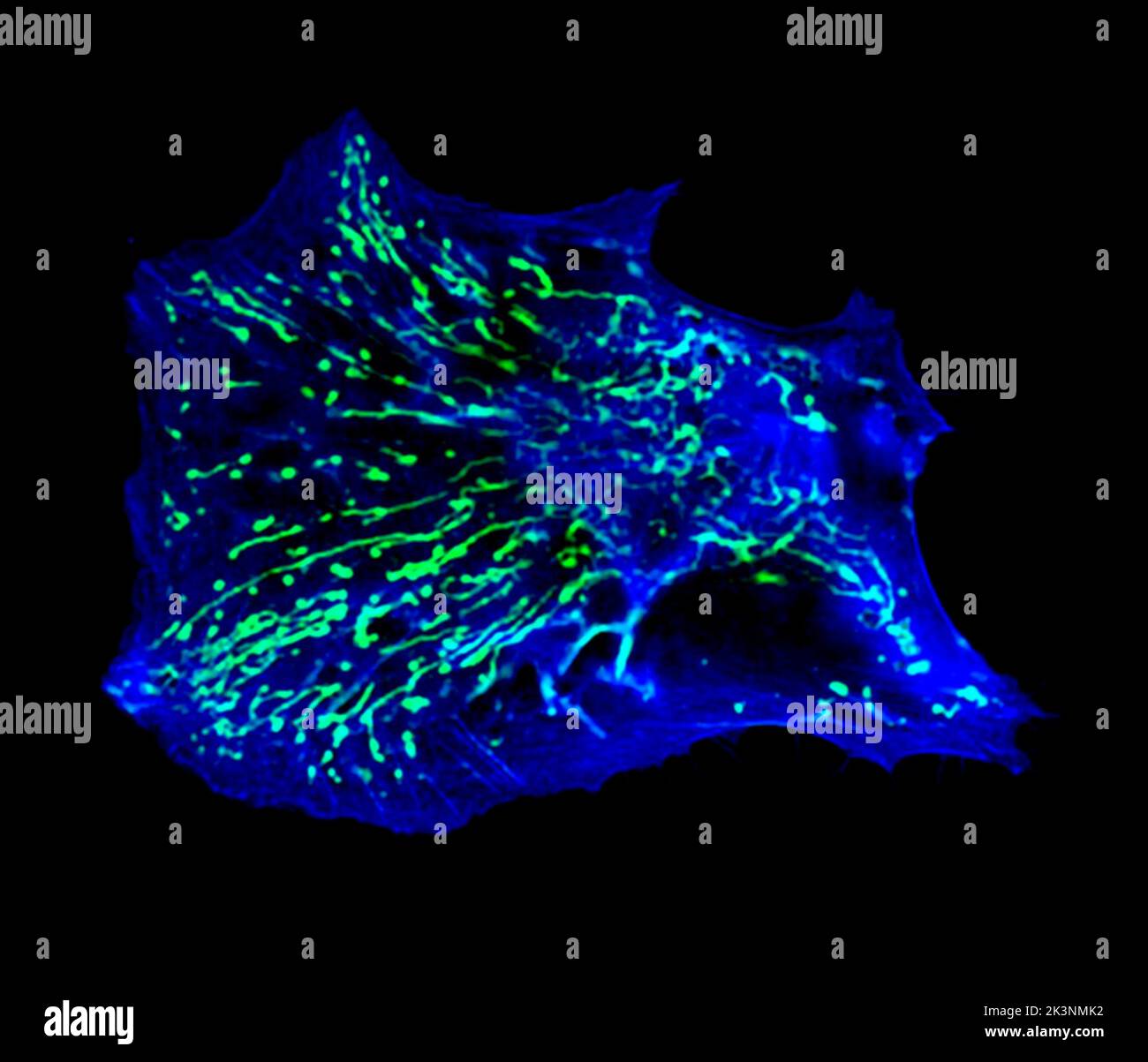 Human fibroblast cells, light micrograph Stock Photo - Alamy