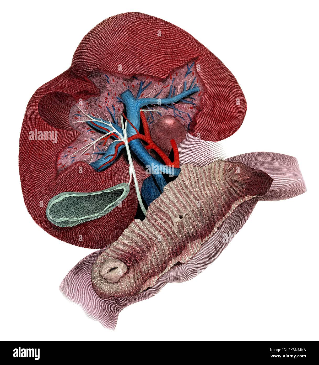 Abdominal organs, illustration Stock Photo - Alamy