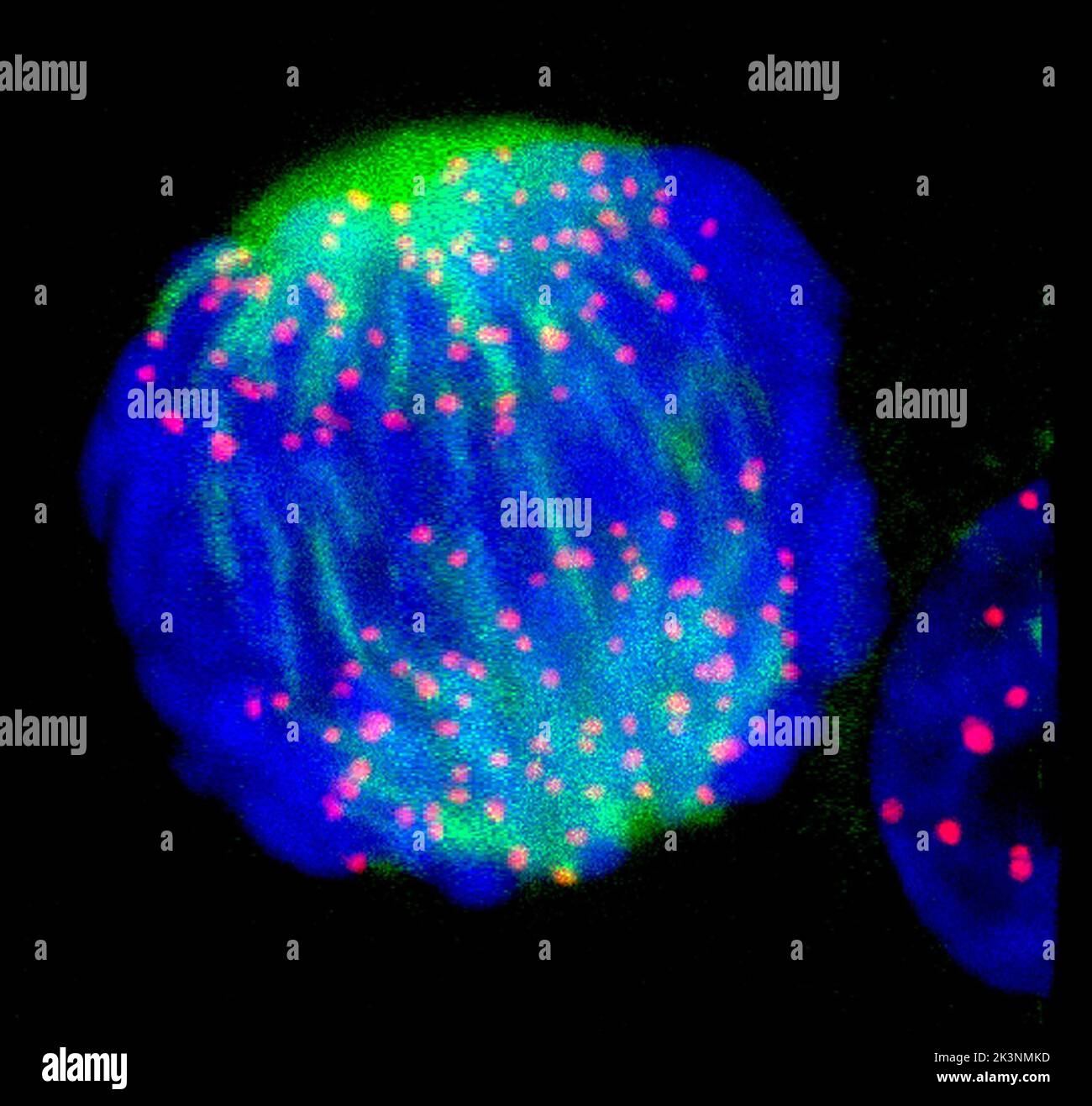 Human cell in anaphase, light micrograph Stock Photo - Alamy