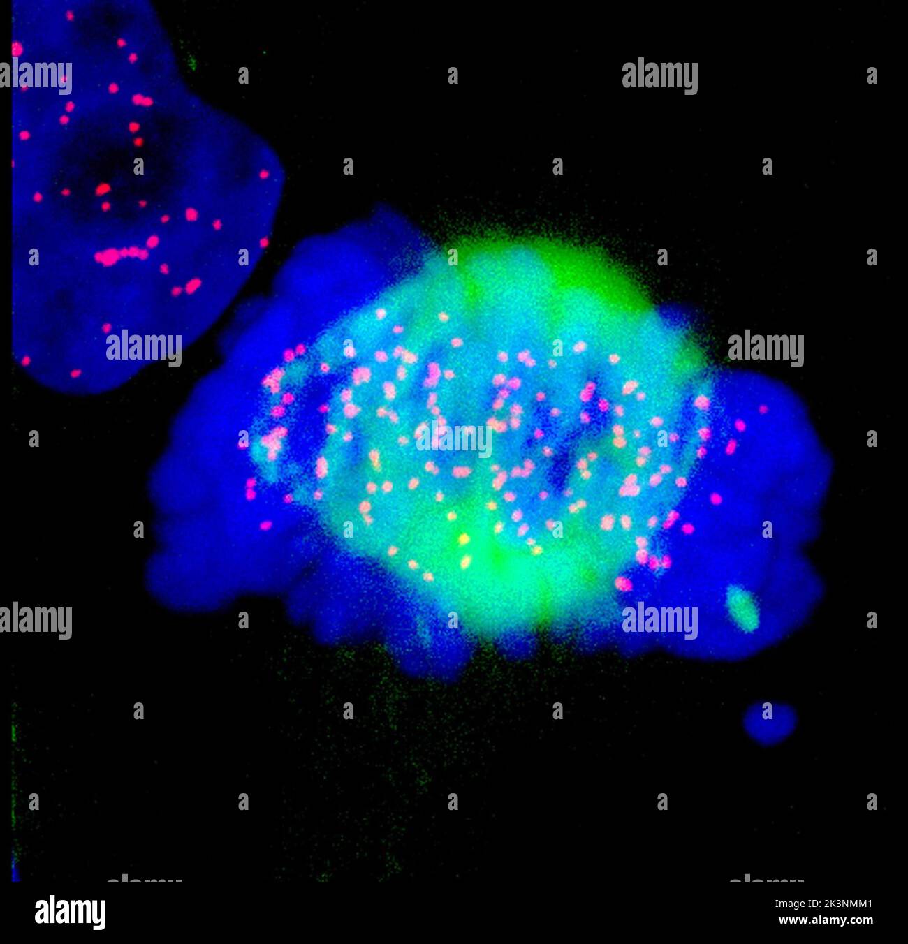 Human cell in metaphase, light micrograph Stock Photo - Alamy