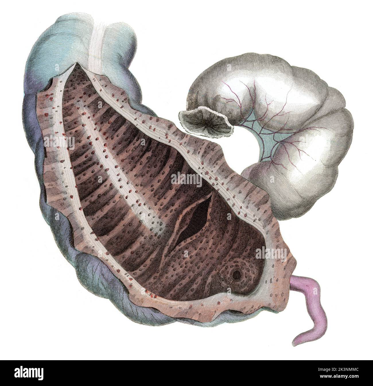 Caecum and colon, illustration Stock Photo - Alamy