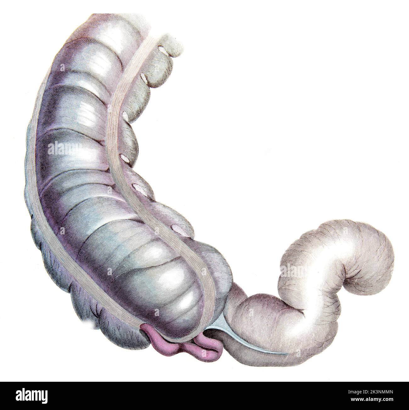 Caecum and colon, illustration Stock Photo - Alamy