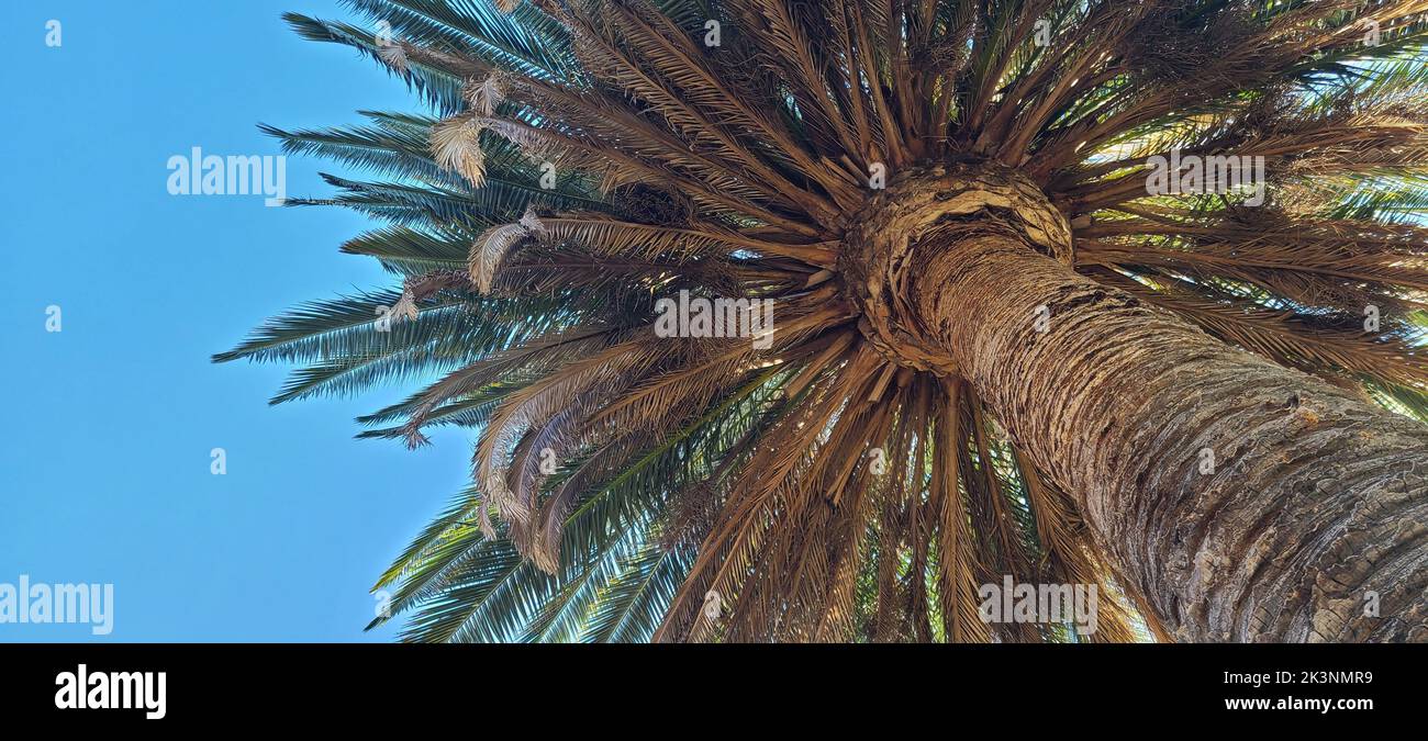 A low-angle shot of a palm tree against a blue sky Stock Photo - Alamy