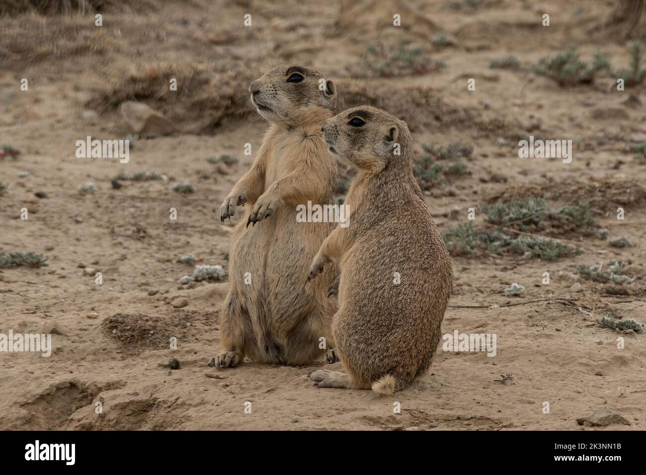 A closeup shot of two black-tailed prairie dogs in the nature Stock ...
