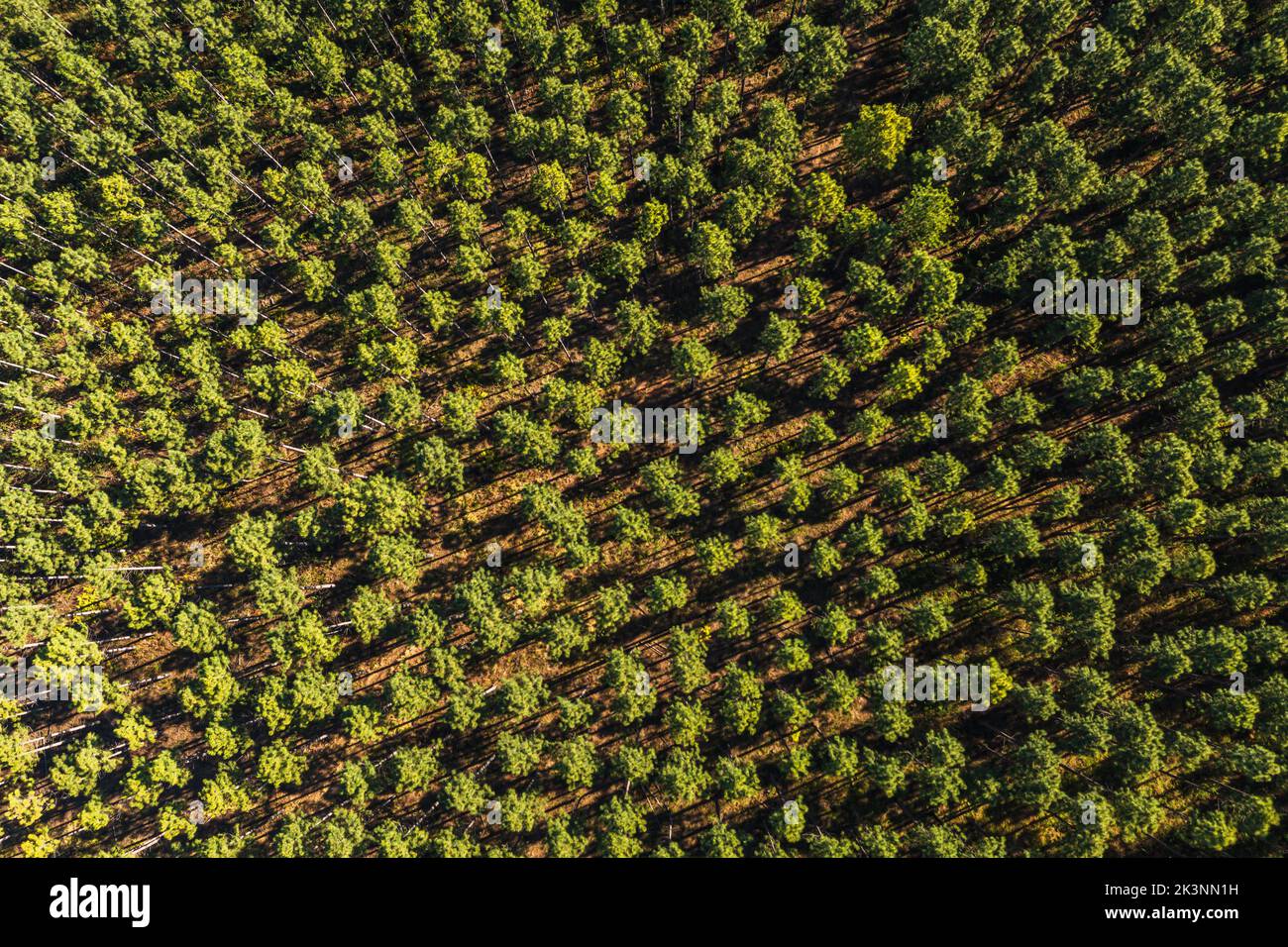 Aerial view of the forest around Glass House Mountain Stock Photo - Alamy