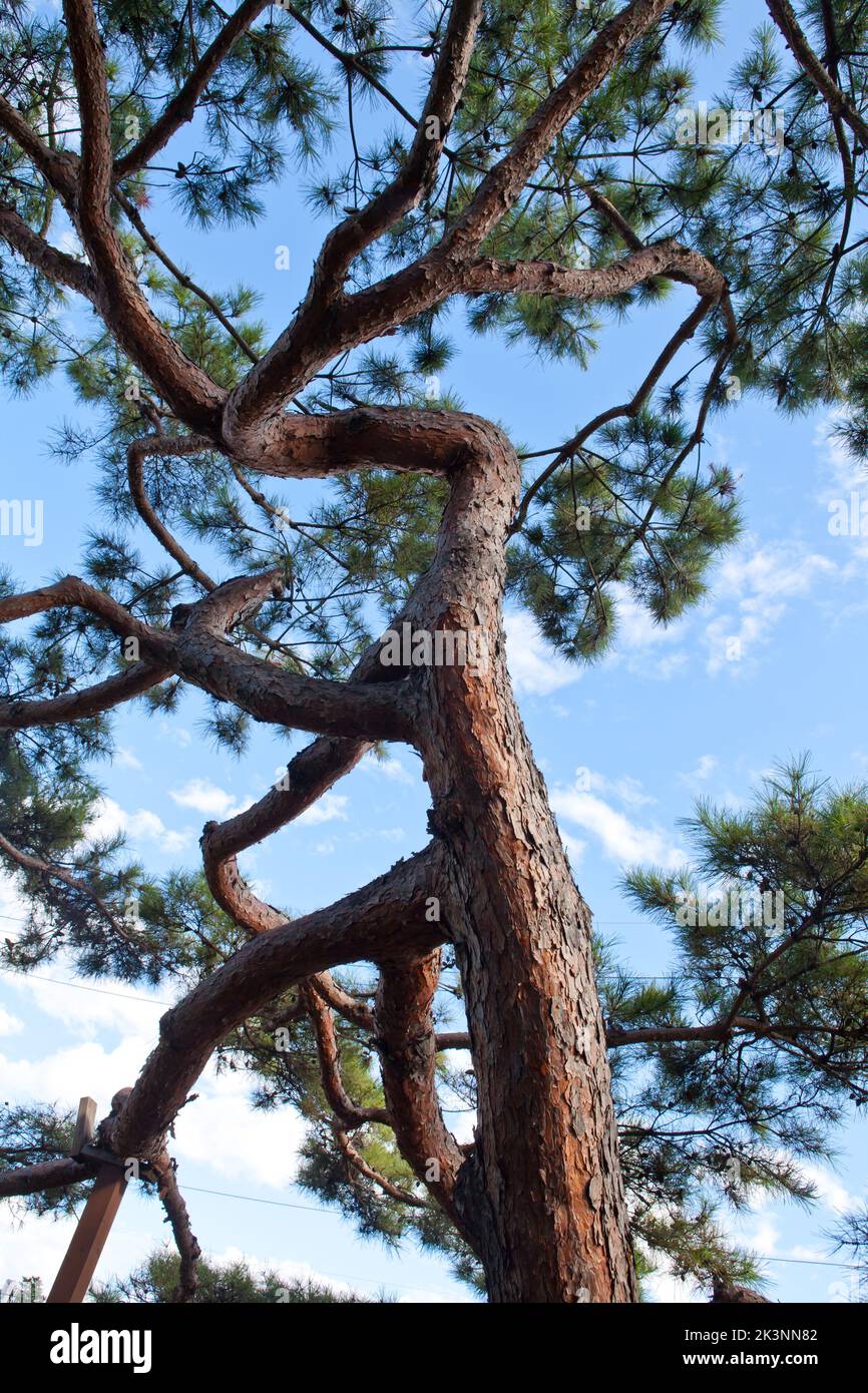 The dignified pine trees soaring like cuttings and the refreshing ...