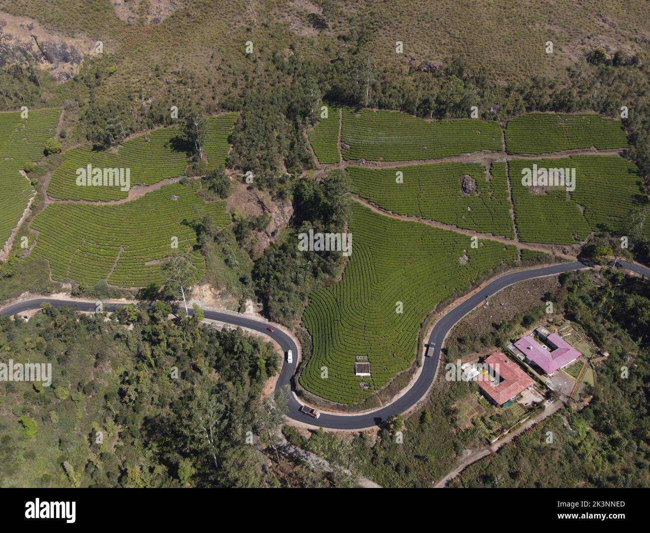 An aerial view of a curvy road passing through green tea plantations in ...
