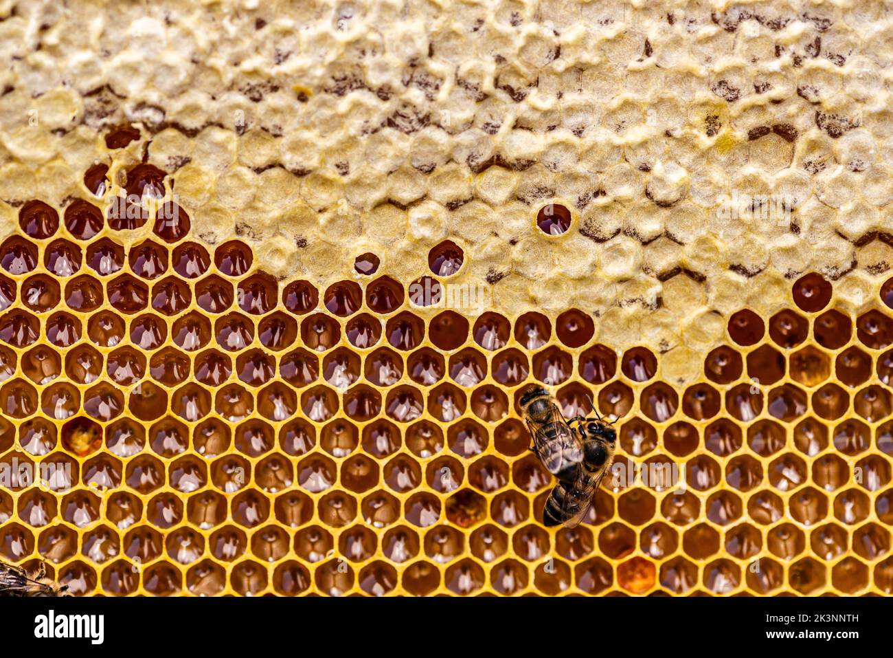 Honey bees in a beehive with honey, visible larvae and queen bee Stock ...