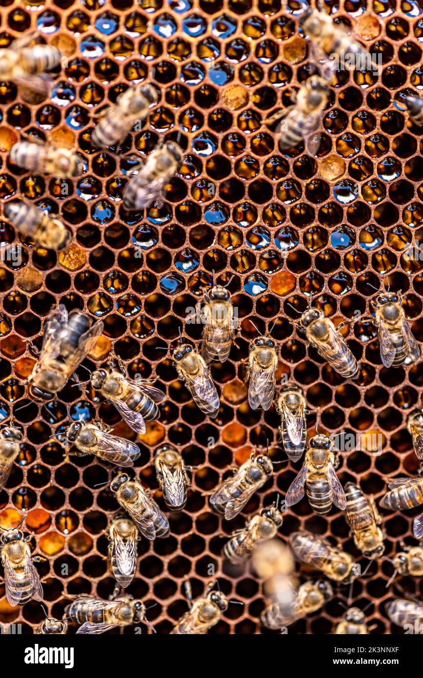 Honey bees in a beehive with honey, visible larvae and queen bee Stock ...