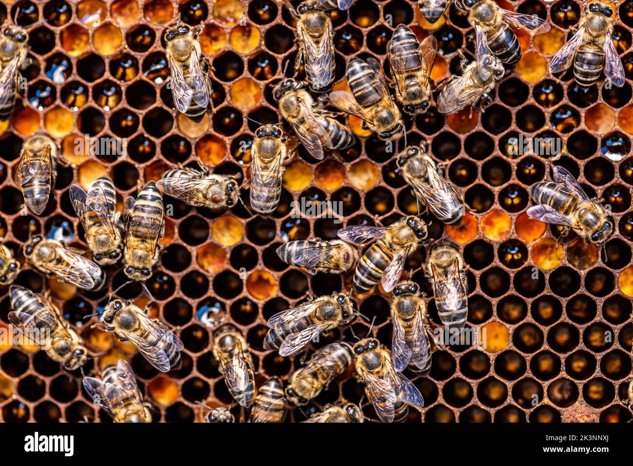 Honey bees in a beehive with honey, visible larvae and queen bee Stock ...