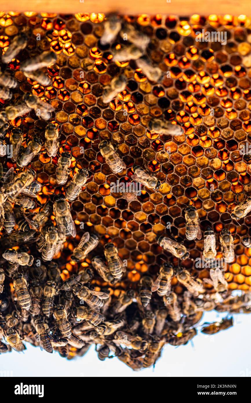 Honey bees in a beehive with honey, visible larvae and queen bee Stock ...