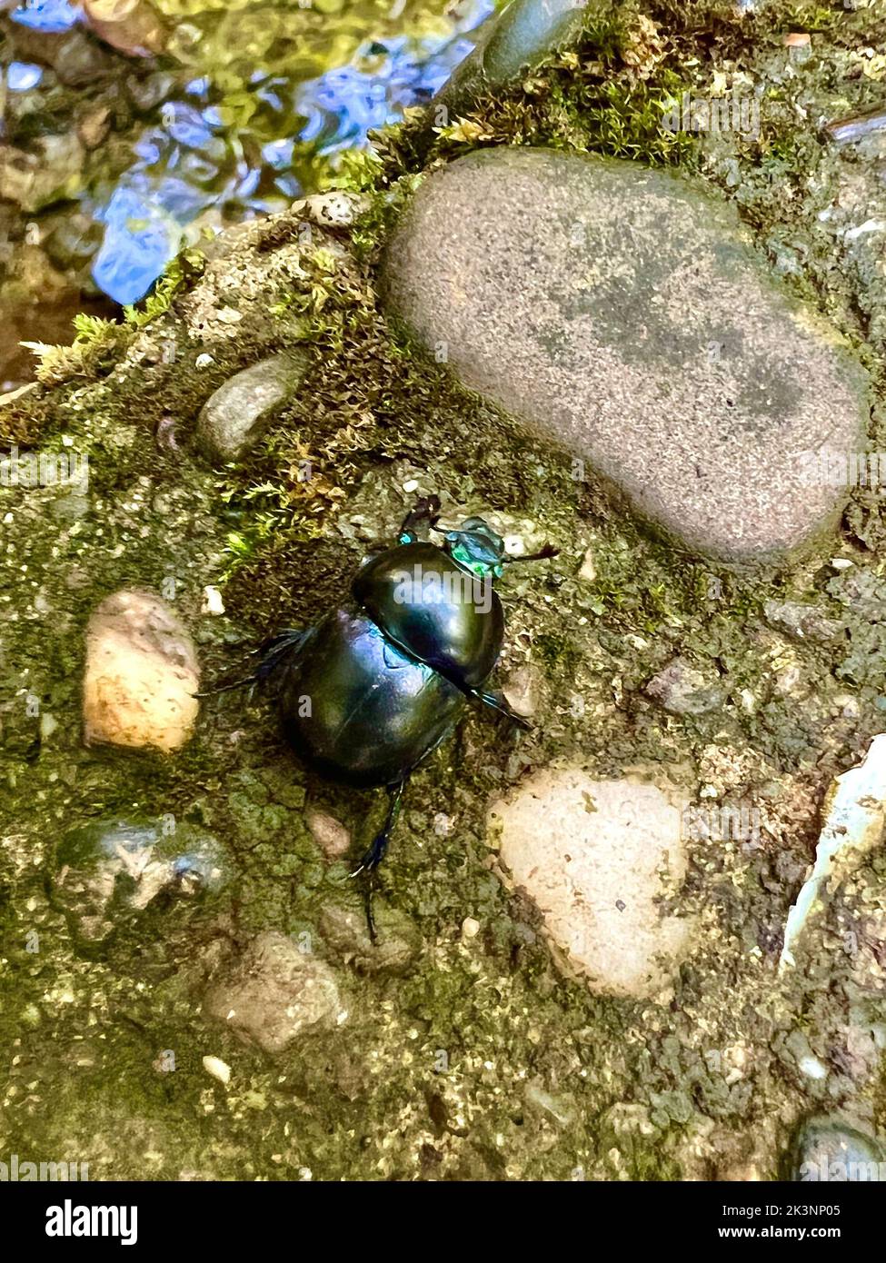 macro photography bug in nature by the rock closeup Stock Photo - Alamy