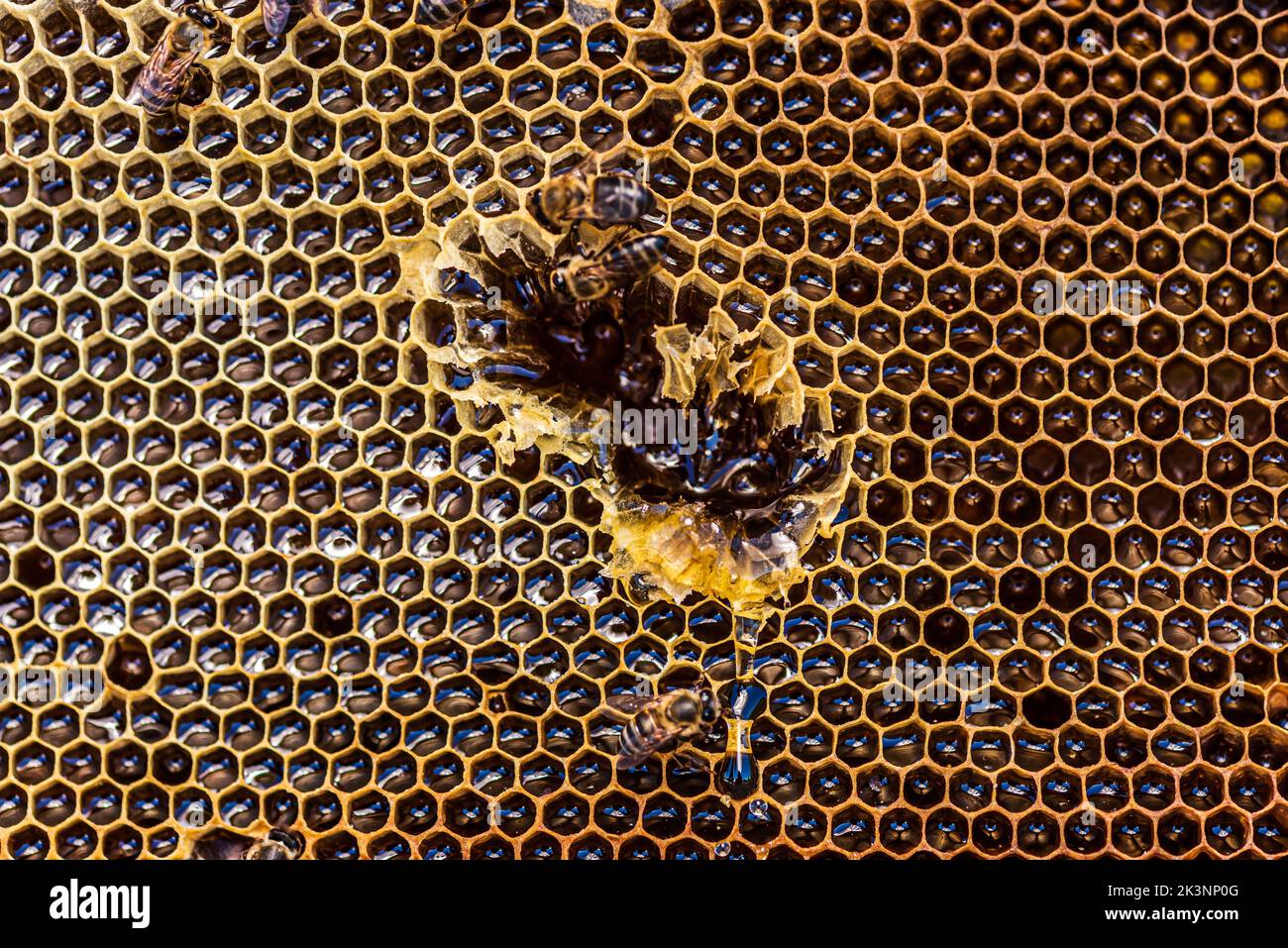 Honey bees in a beehive with honey, visible larvae and queen bee Stock ...