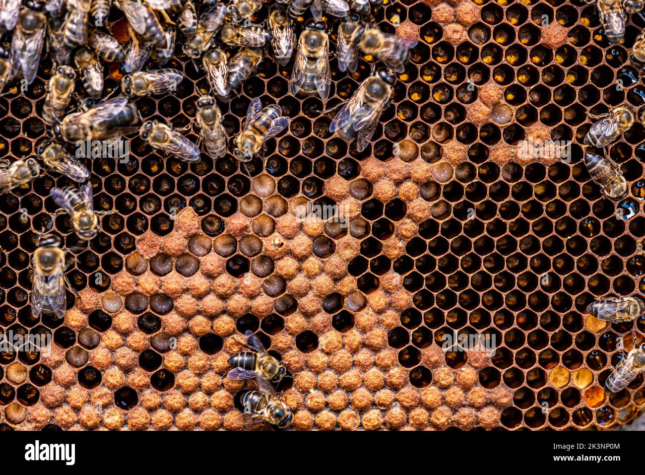 Honey bees in a beehive with honey, visible larvae and queen bee Stock ...