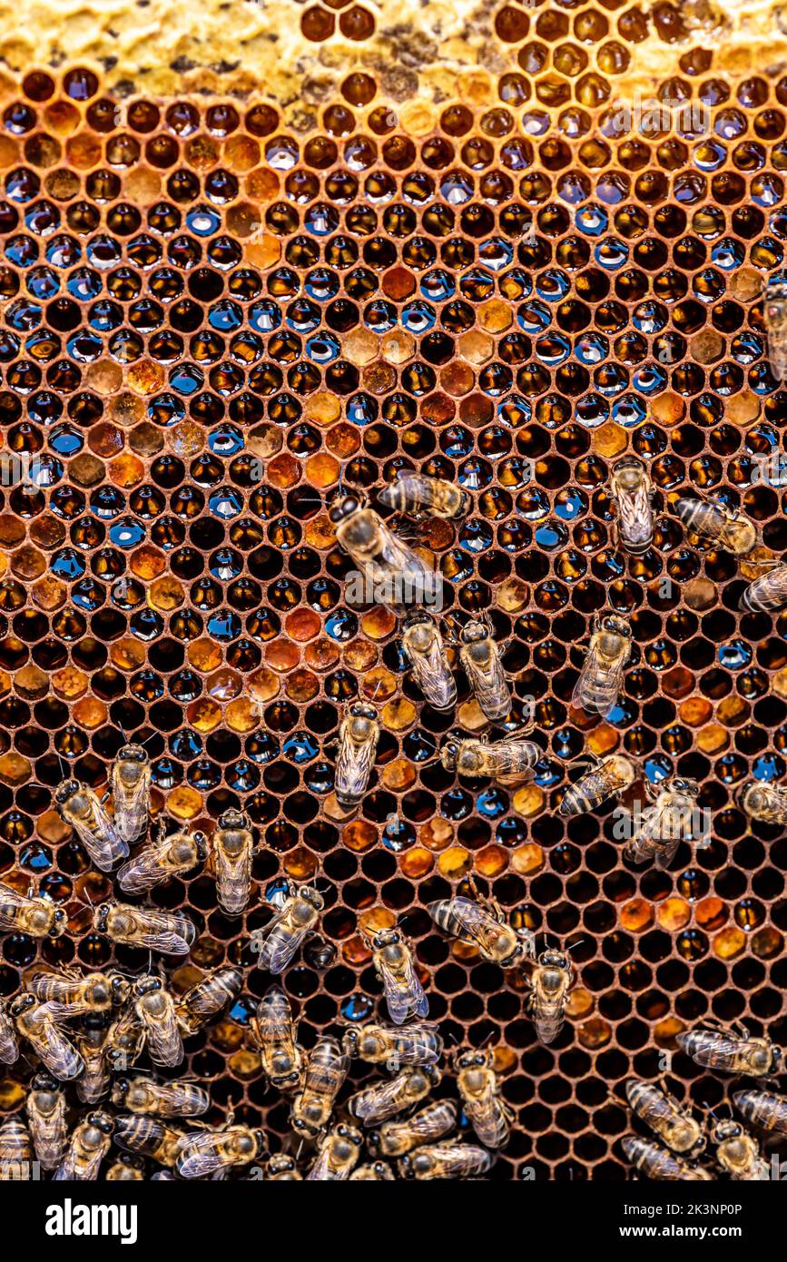 Honey bees in a beehive with honey, visible larvae and queen bee Stock ...