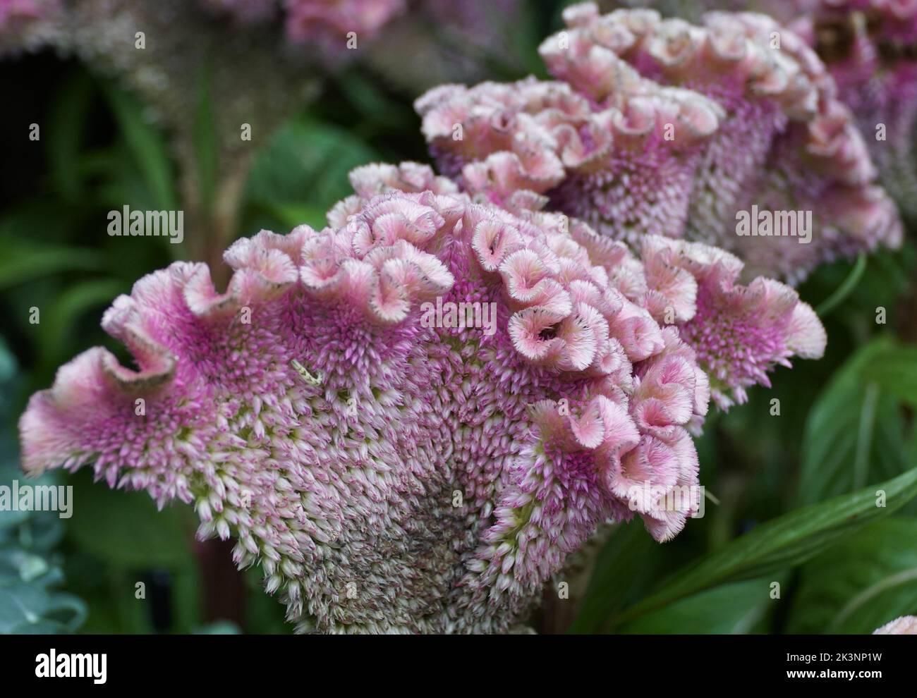 The light color of Celosia Argentea 'Bombay Purple', also known as ...
