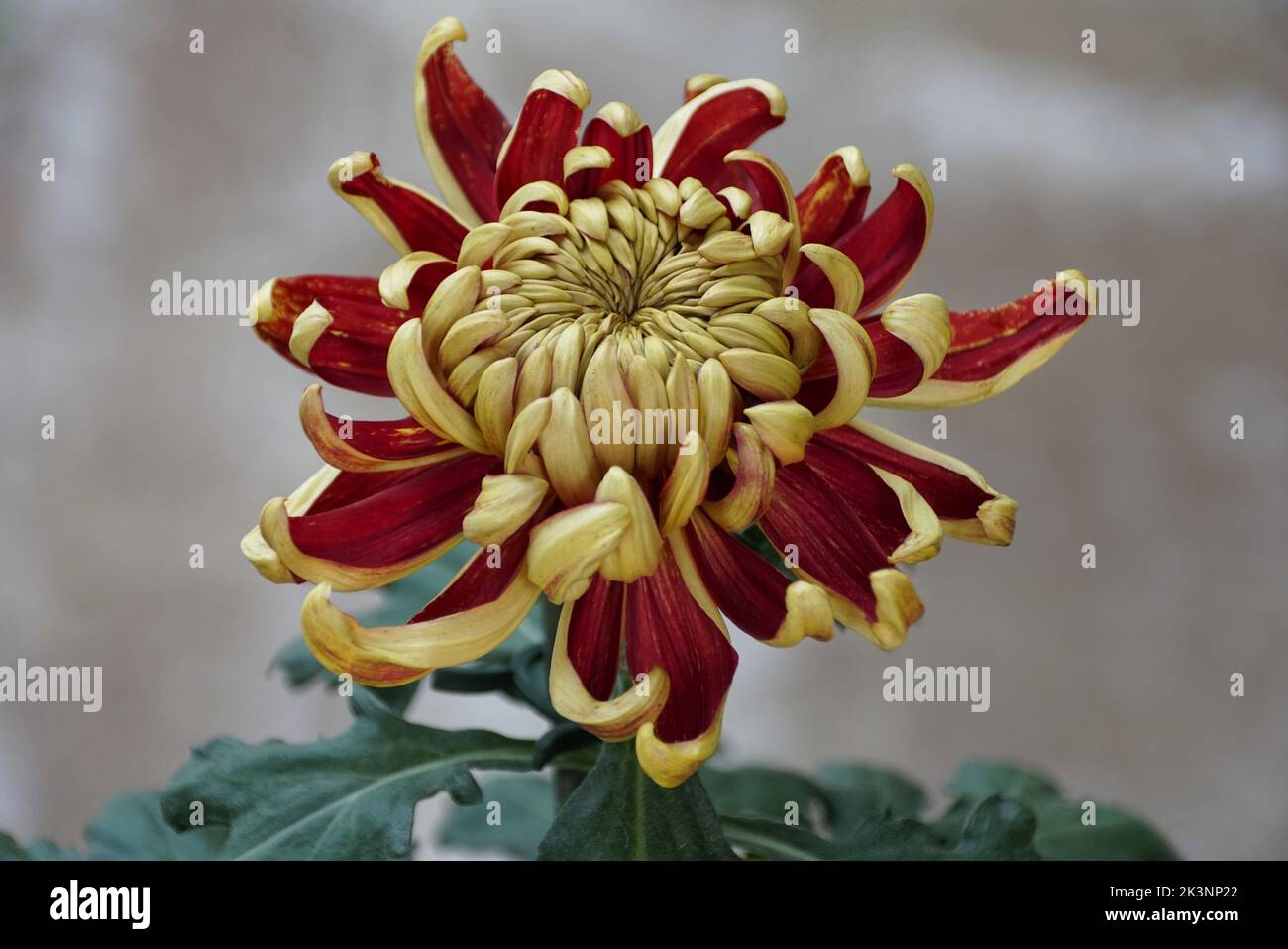 The red and light yellow color of irregular incurve mum 'Crimson Tide ...