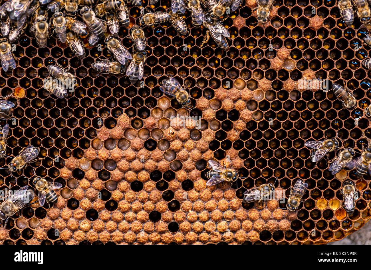 Honey bees in a beehive with honey, visible larvae and queen bee Stock ...