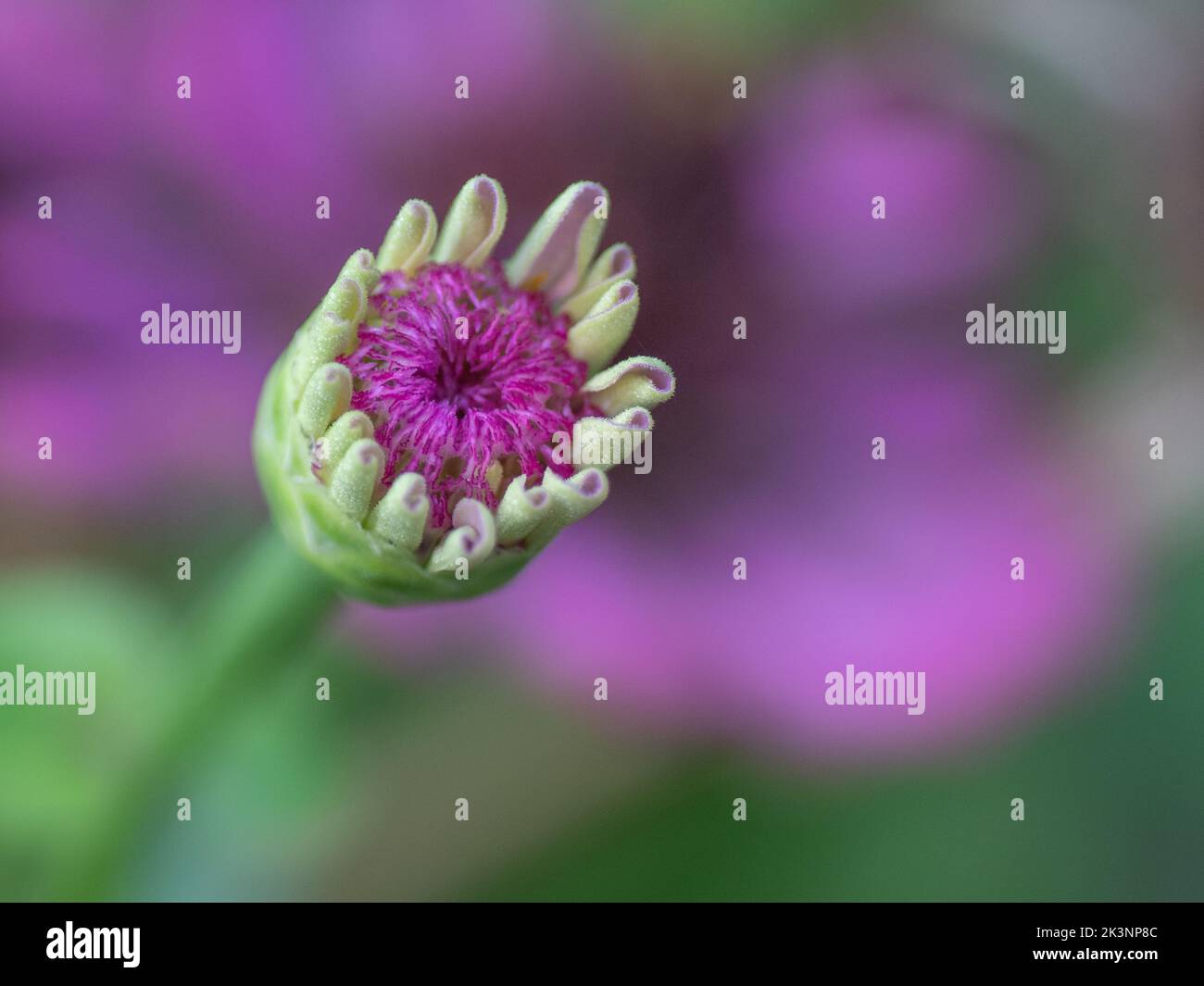 A detailed view of a single zinnia bloom growing in the garden Stock ...