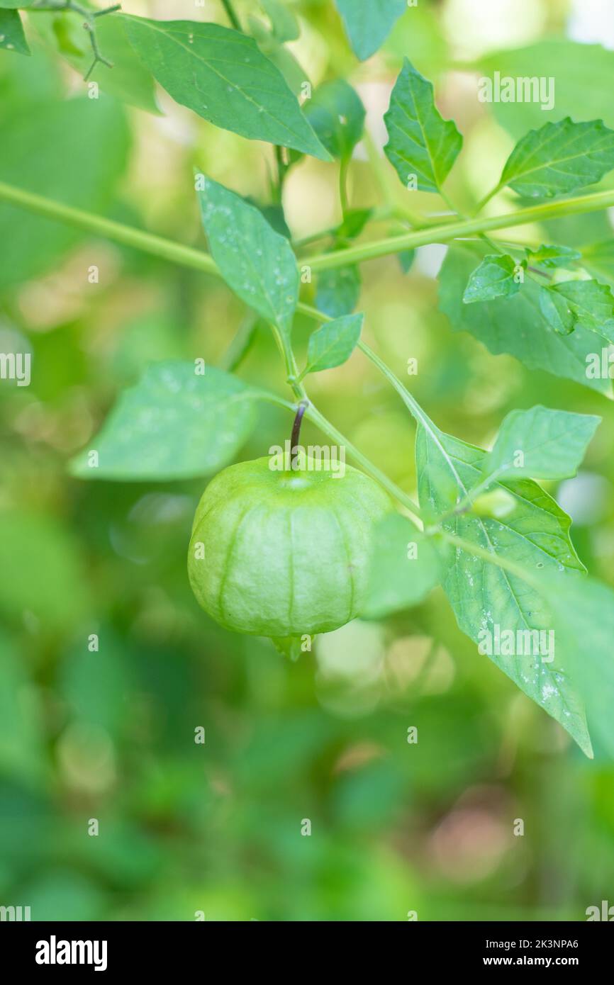 Tomatillo growing in the the backyard vegetable garden Stock Photo - Alamy