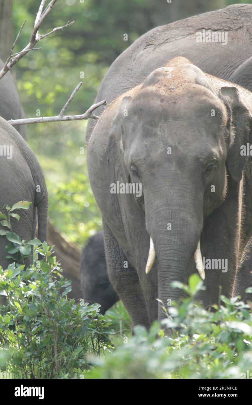 Sri lankan Elephants in Kalawewa National Park, Sri Lanka Stock Photo ...