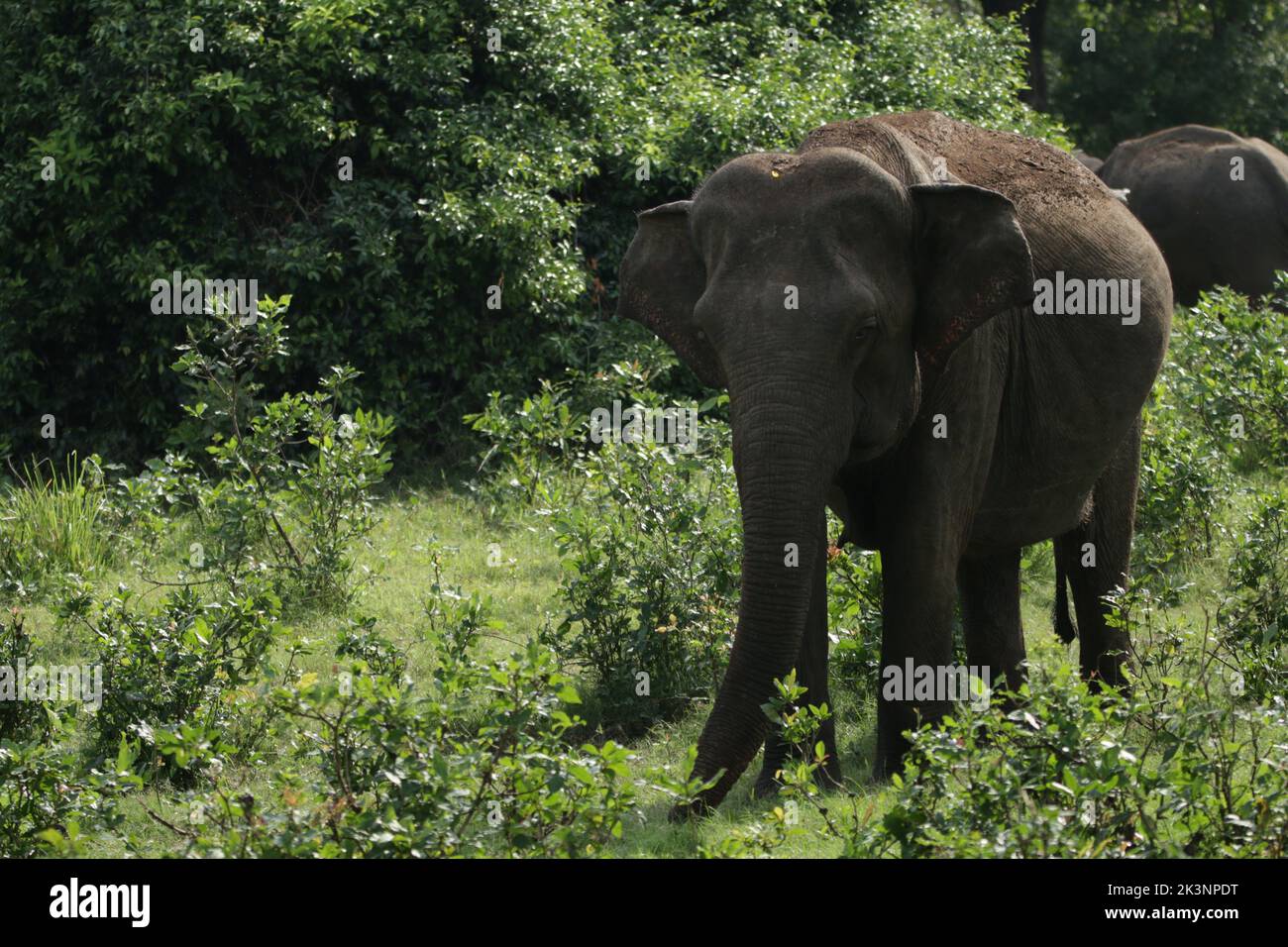 Sri lankan Elephants in Kalawewa National Park, Sri Lanka Stock Photo ...
