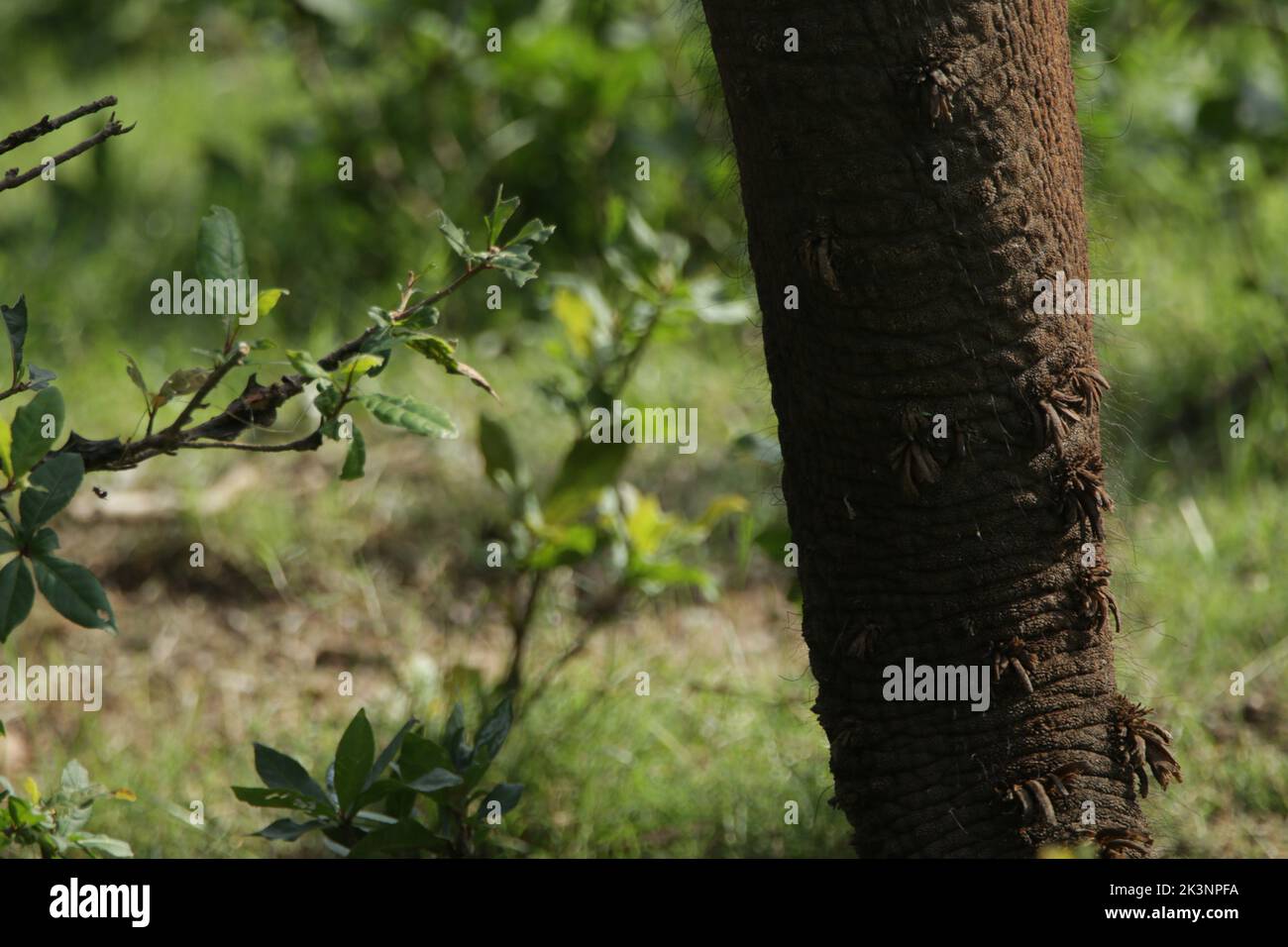 Sri lankan Elephants in Kalawewa National Park, Sri Lanka Stock Photo ...