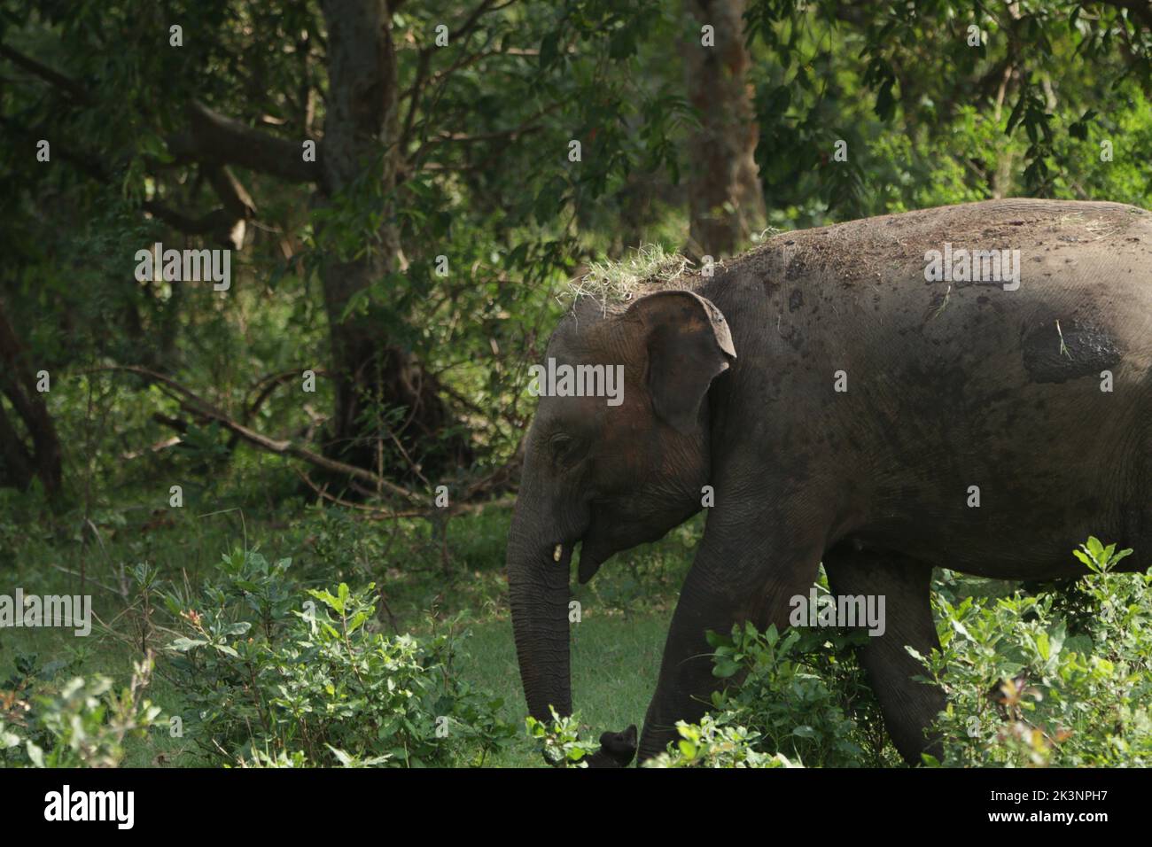 Sri lankan Elephants in Kalawewa National Park, Sri Lanka Stock Photo ...