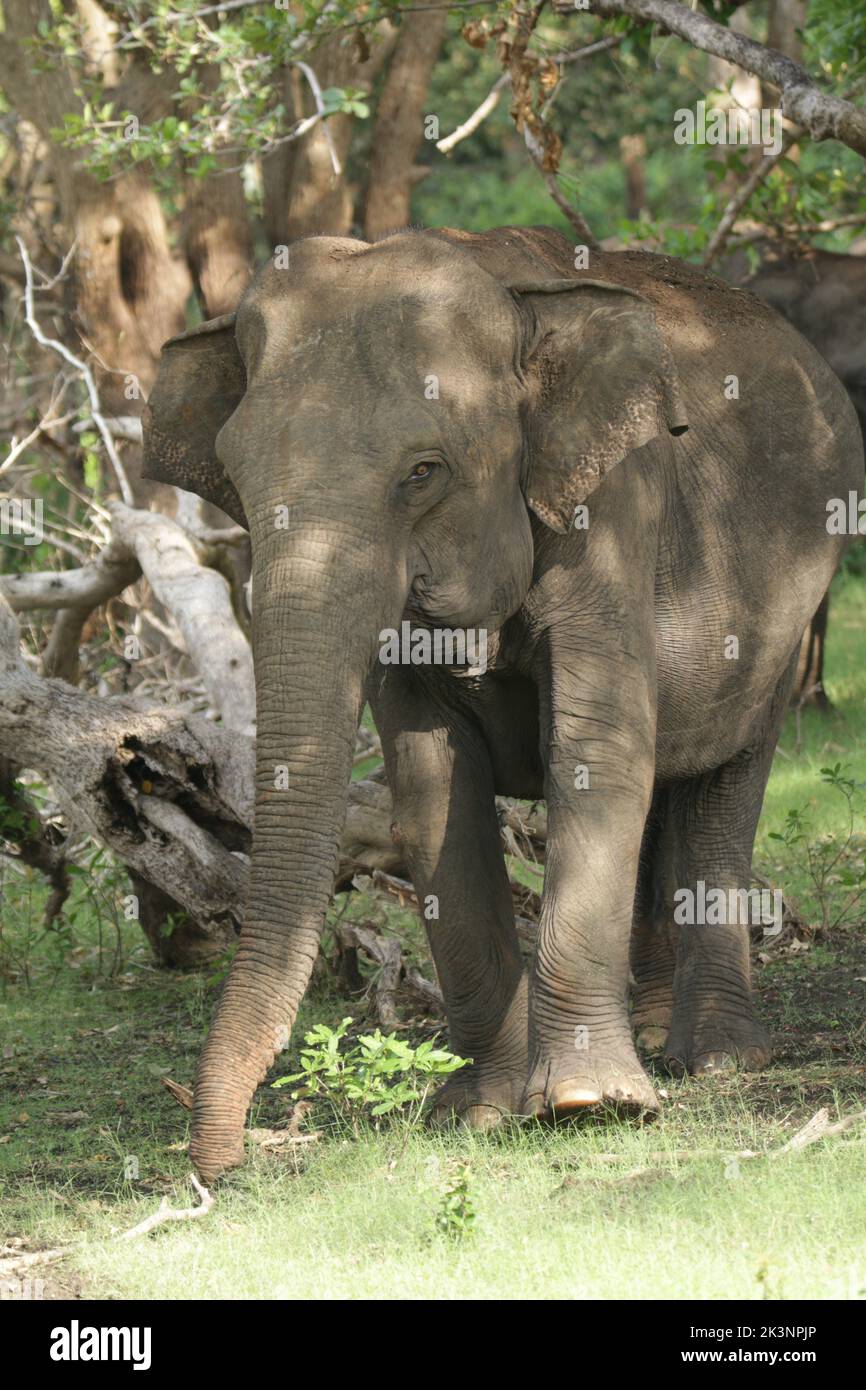 Sri lankan Elephants in Kalawewa National Park, Sri Lanka Stock Photo ...