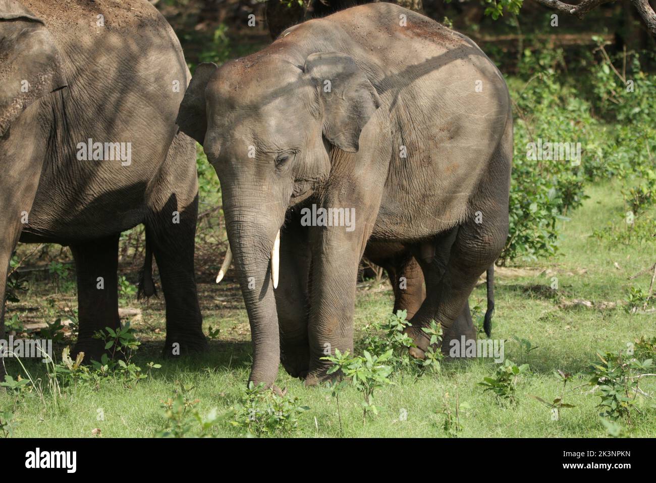 Sri lankan Elephants in Kalawewa National Park, Sri Lanka Stock Photo ...