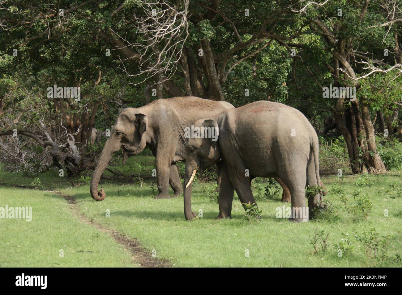 Sri lankan Elephants in Kalawewa National Park, Sri Lanka Stock Photo ...