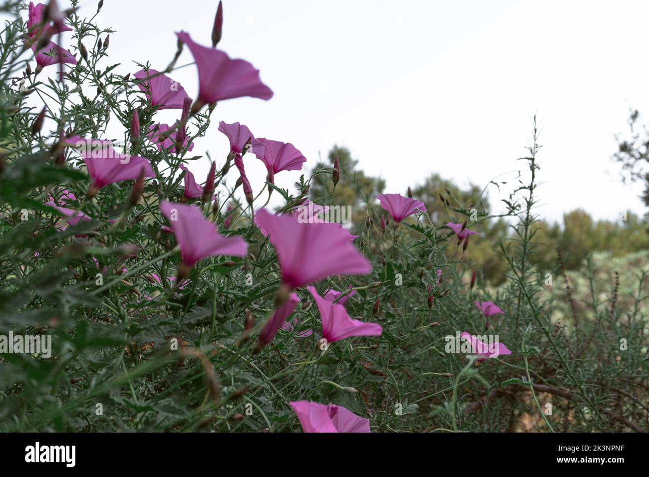 The close-up view of morning glory plants growing in greenery under the ...