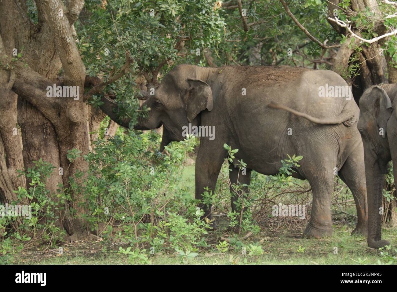 Sri lankan Elephants in Kalawewa National Park, Sri Lanka Stock Photo ...
