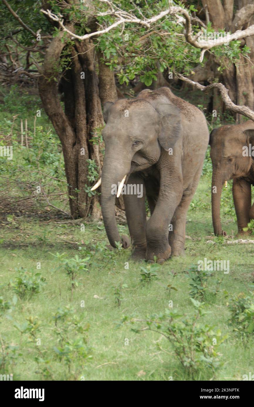 Sri lankan Elephants in Kalawewa National Park, Sri Lanka Stock Photo ...