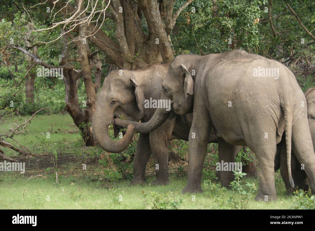 Sri lankan Elephants in Kalawewa National Park, Sri Lanka Stock Photo ...