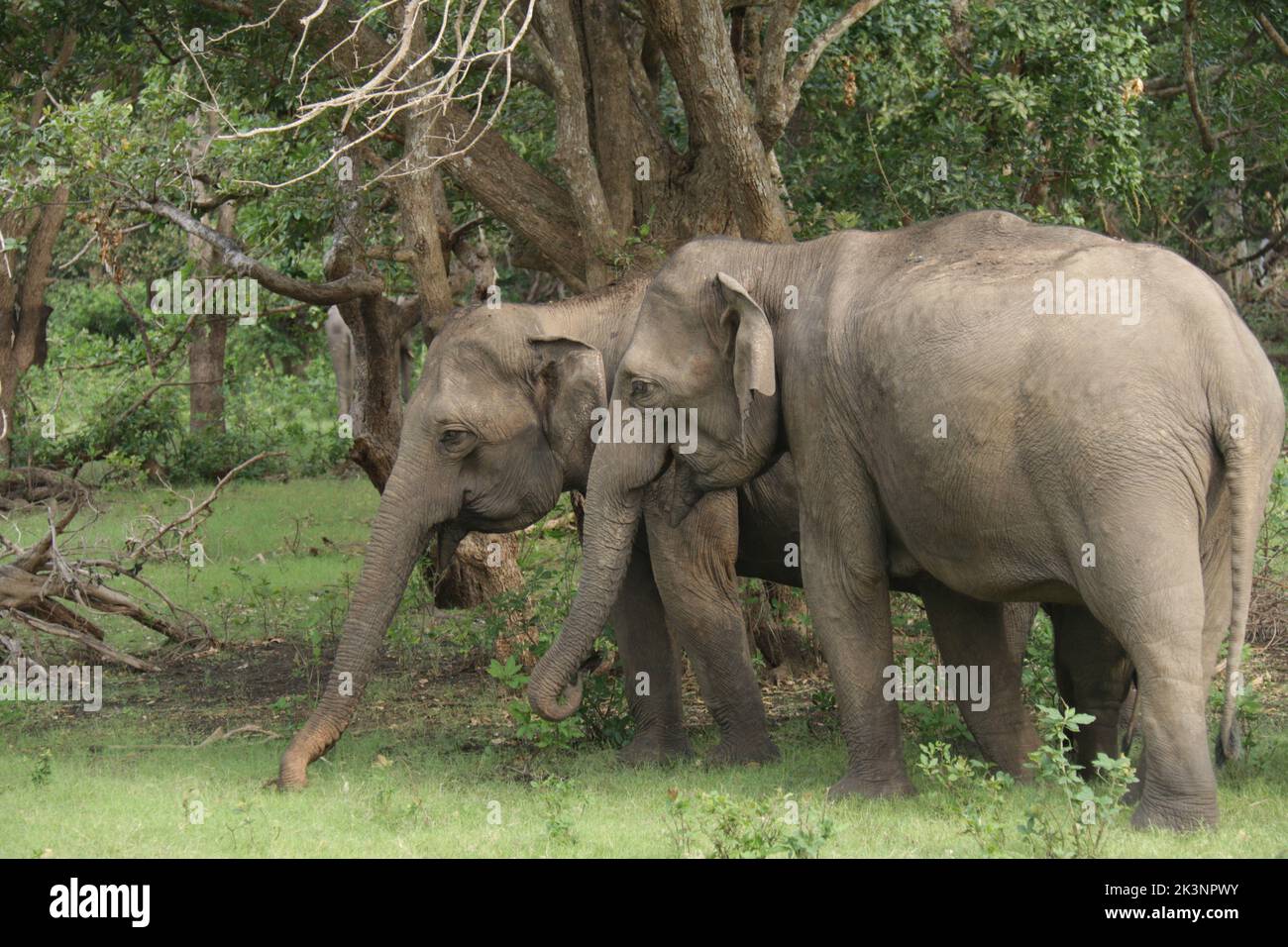 Sri lankan Elephants in Kalawewa National Park, Sri Lanka Stock Photo ...