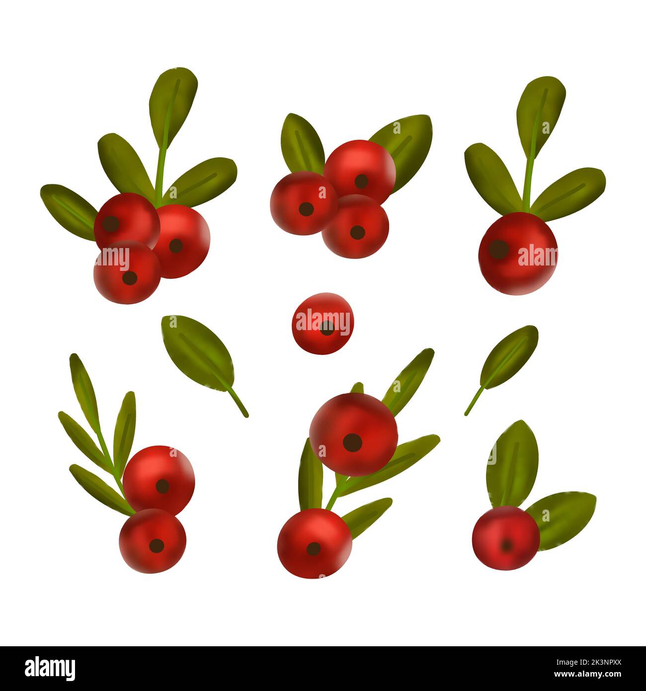 Christmas berry set 3d vector floral holy berry red plant collection ...