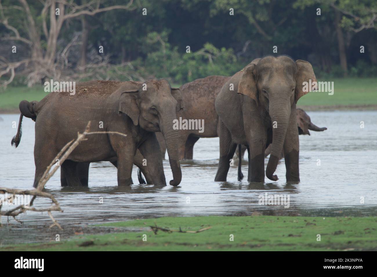 Sri lankan Elephants in Kalawewa National Park, Sri Lanka Stock Photo ...
