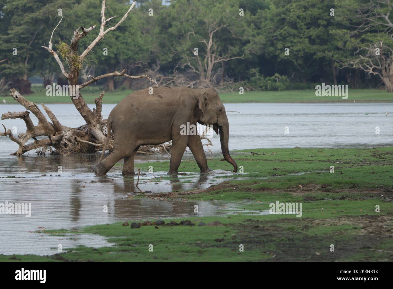 Sri lankan Elephants in Kalawewa National Park, Sri Lanka Stock Photo ...