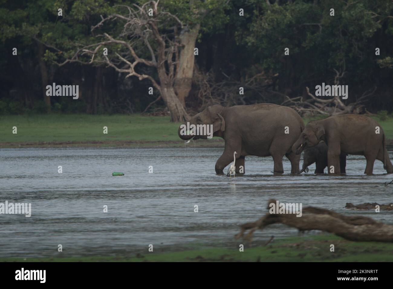 Sri lankan Elephants in Kalawewa National Park, Sri Lanka Stock Photo ...
