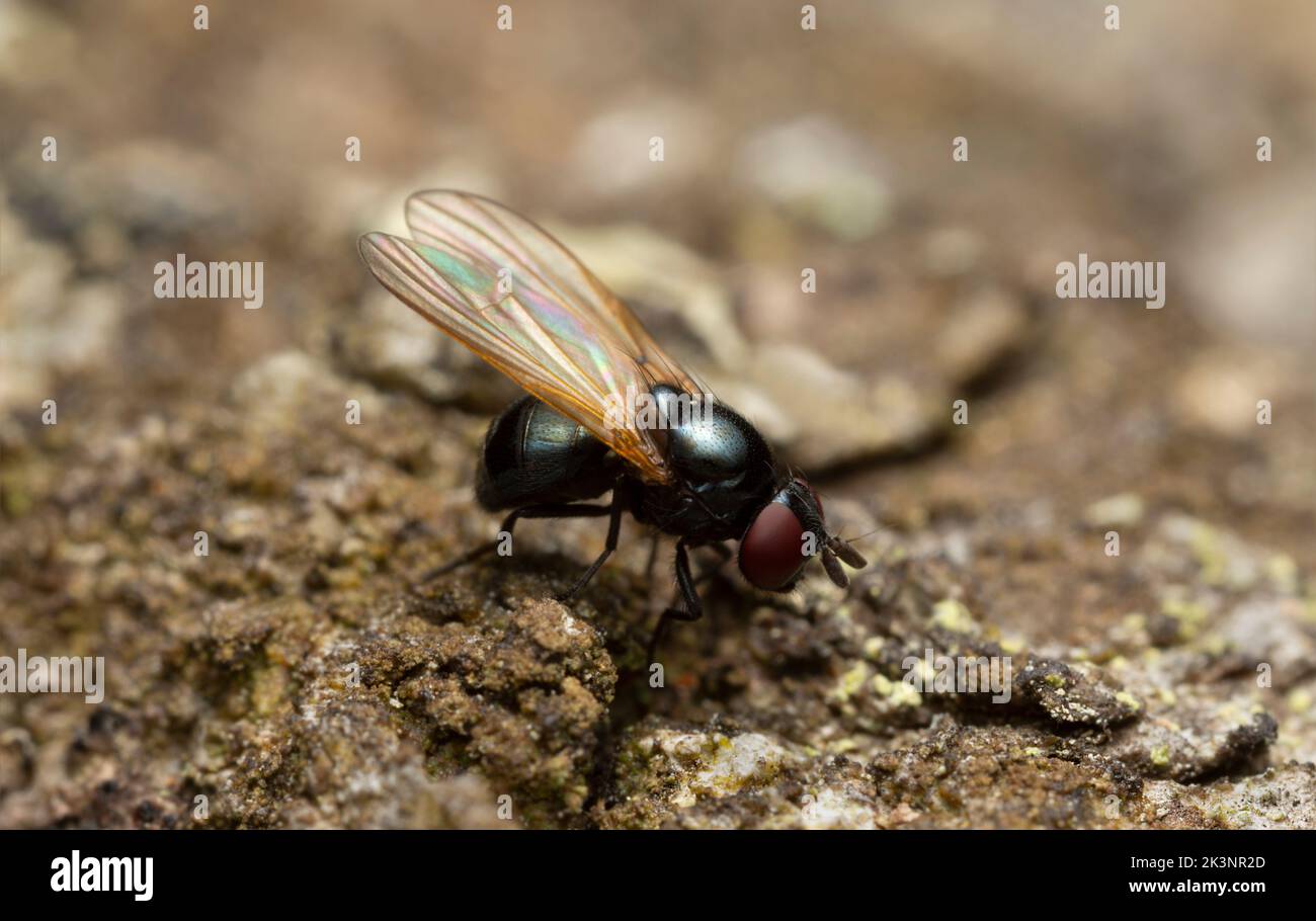 Small fly on wood photographed with high magnification Stock Photo - Alamy